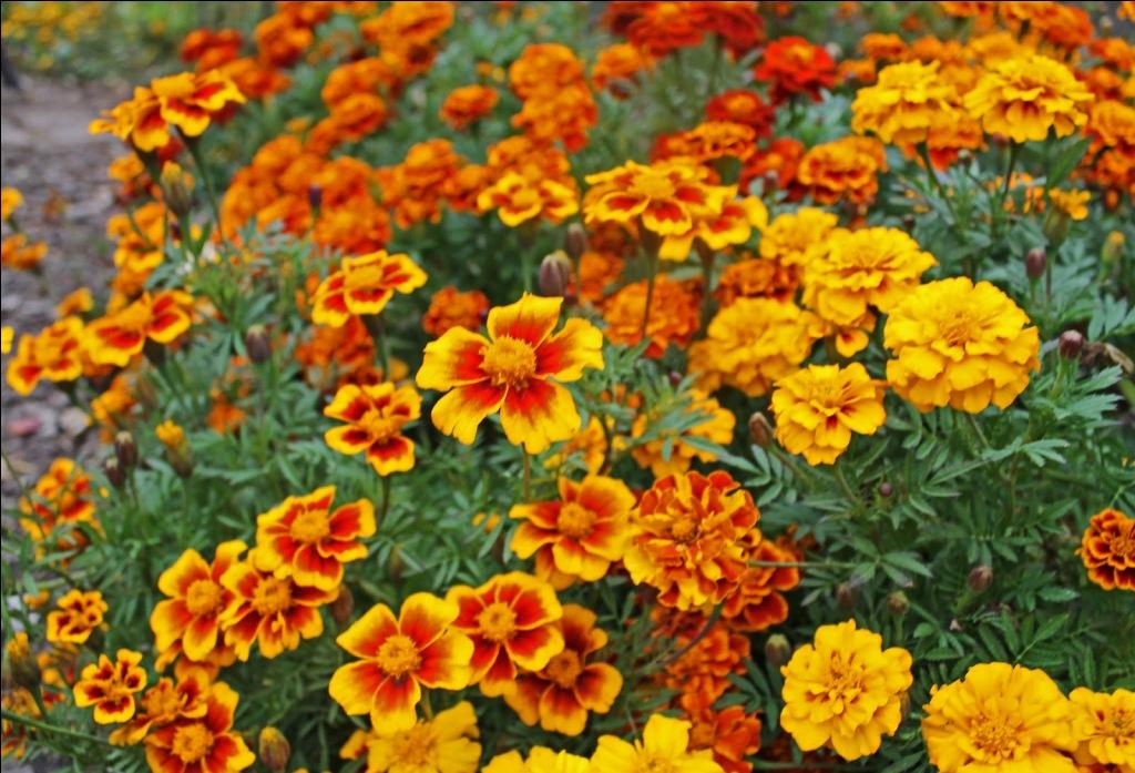 Nasiona aksamitki - aksamitka rozpierzchła, wzniesiona, wyniosła ...