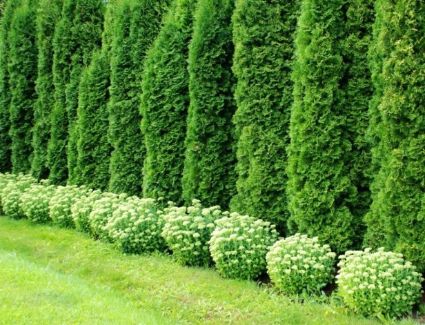 Żywopłot wysoki