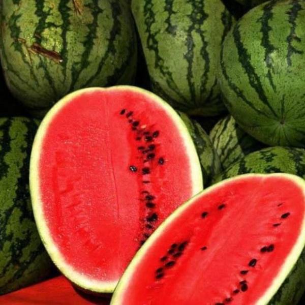 Uprawa Arbuza | blog i poradnik ogrodniczy Sadowniczy.pl