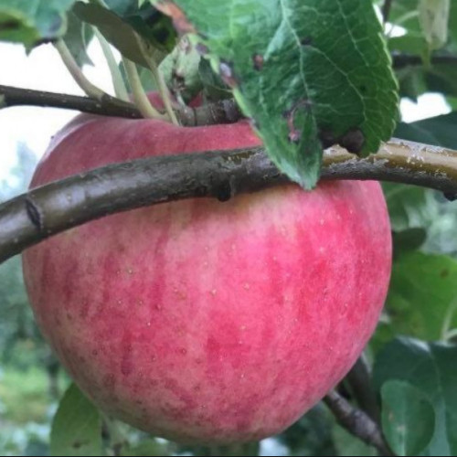 Drzewka owocowe - jabłoń Stantana | blog i poradnik ogrodniczy ...