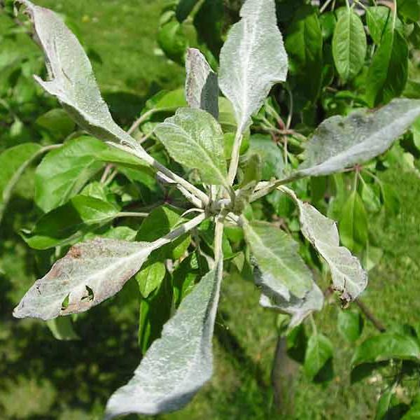 Najczęstsze choroby jabłoni | blog i poradnik ogrodniczy Sadowniczy.pl