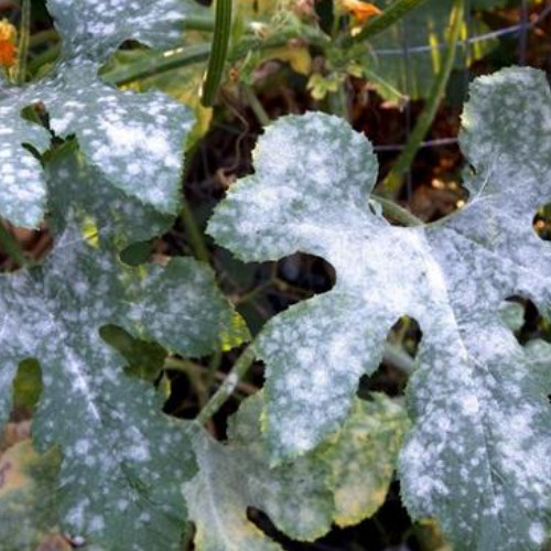 Wiosenne opryski jabłoni! | blog i poradnik ogrodniczy Sadowniczy.pl