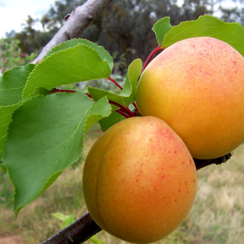 Sadzenie Moreli | blog i poradnik ogrodniczy Sadowniczy.pl