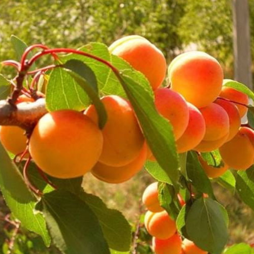 Sadzenie Moreli | blog i poradnik ogrodniczy Sadowniczy.pl