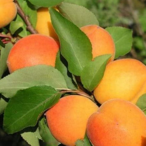 Sadzenie Moreli | blog i poradnik ogrodniczy Sadowniczy.pl