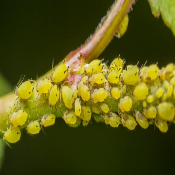 Mszyce w ogrodzie - jak zwalczać? | blog i poradnik ogrodniczy ...