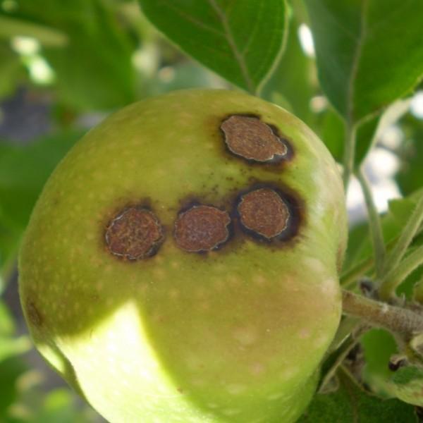 Najczęstsze choroby jabłoni | blog i poradnik ogrodniczy Sadowniczy.pl