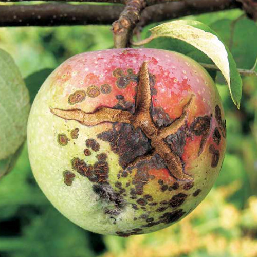 Wiosenne opryski jabłoni! | blog i poradnik ogrodniczy Sadowniczy.pl