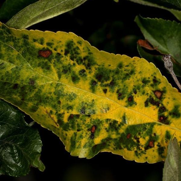 Najczęstsze choroby jabłoni | blog i poradnik ogrodniczy Sadowniczy.pl