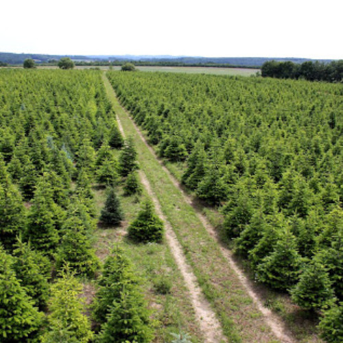 Jak założyć plantację choinek? | blog i poradnik ogrodniczy Sadowniczy.pl