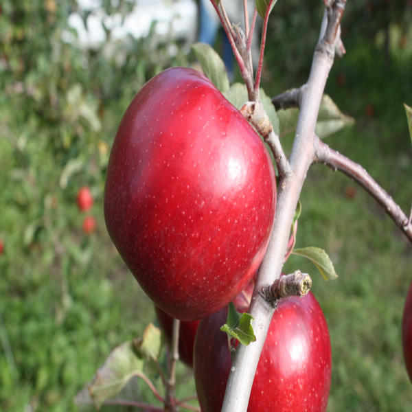 Drzewka owocowe - Jabłoń Rubinstar | blog i poradnik ogrodniczy ...