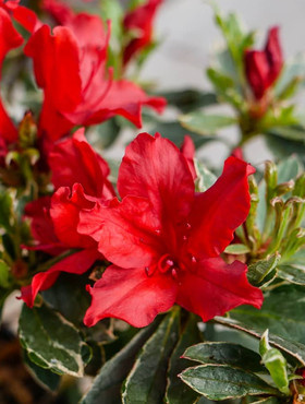 Azalie japońskie | Sadowniczy.pl