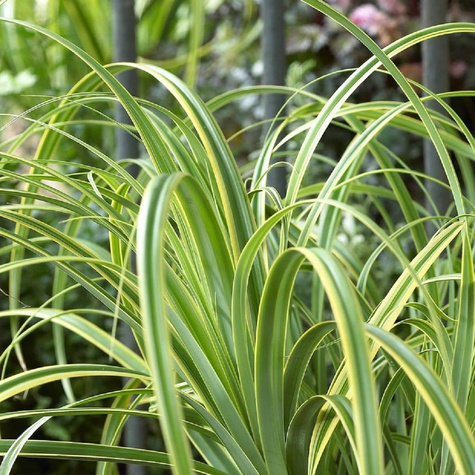 Turzyca | Sadowniczy.pl