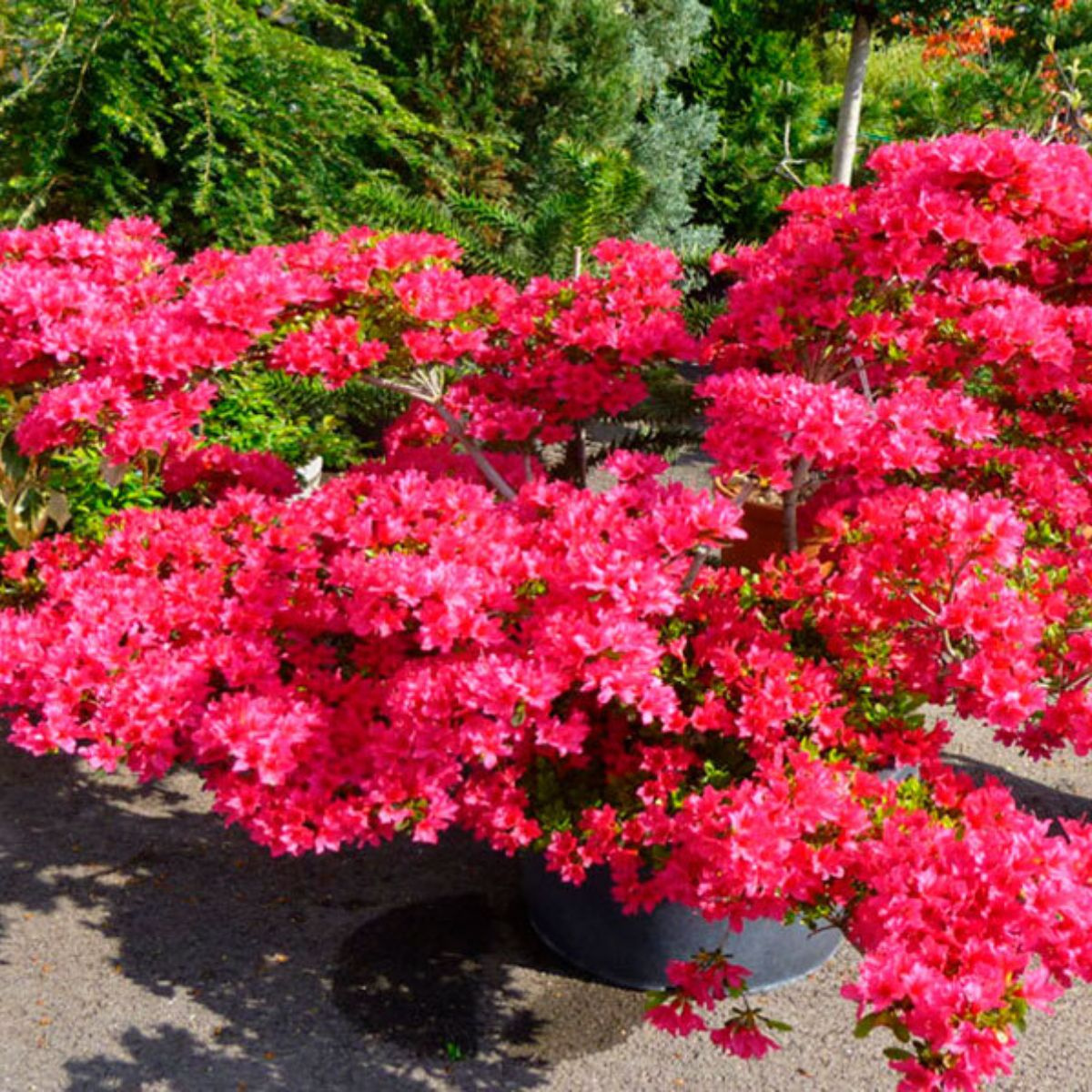 Azalie japońskie | Sadowniczy.pl