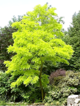 Akacje Robinie | Sadowniczy.pl