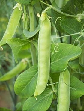 Groch żółty cena za 5 kg| Sadowniczy.pl