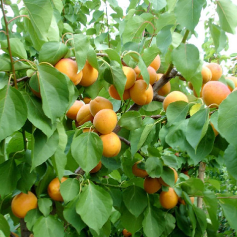 Sadzonki moreli - morele | Sadowniczy.pl