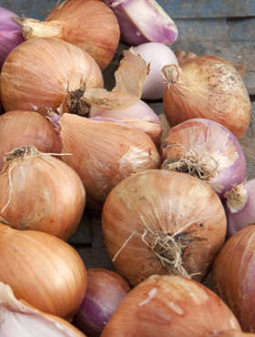 Cebulki kwiatowe | Sadowniczy.pl