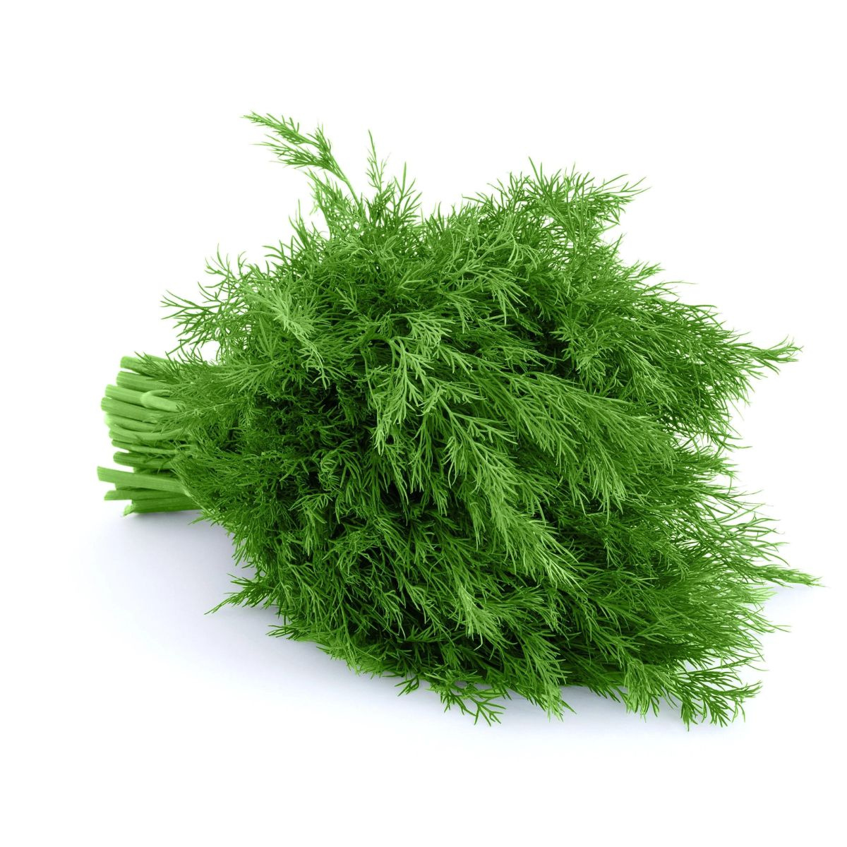 ZESTAW ALLEGRO Koper ogrodowy Moravan średniopóźny 5g| Sadowniczy.pl