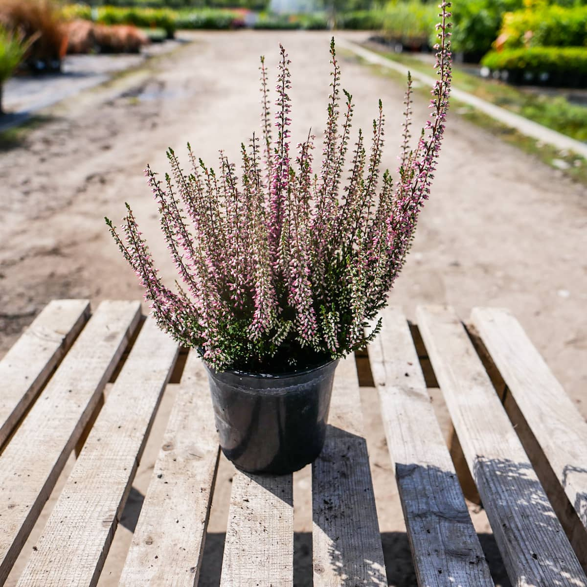 Wrzos pospolity jasny pudrowy różowy pączkowy| Sadowniczy.pl