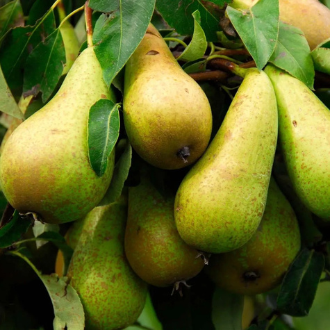 Grusze - sadzonki gruszy | Sadowniczy.pl