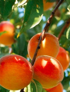 Sadzonki moreli - morele | Sadowniczy.pl