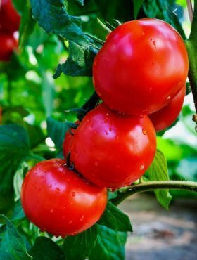 Nasiona Pomidorów karłowych | Sadowniczy.pl