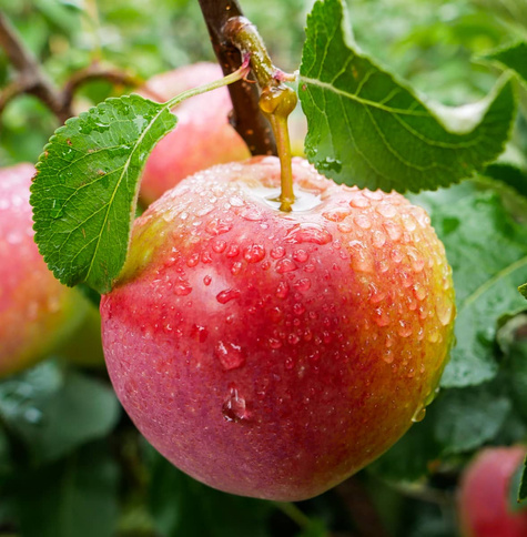 Sadzonki jabłoni, jabłonie | Sadowniczy.pl