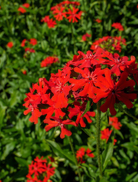 Firletki | Sadowniczy.pl