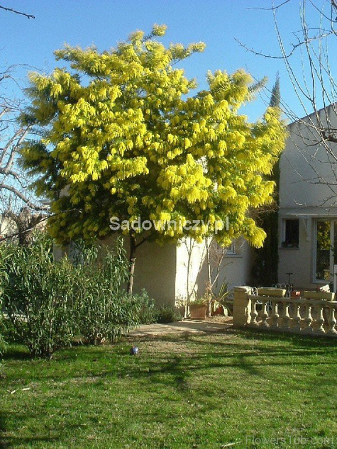 Rośliny lubiące słońce | Sadowniczy.pl