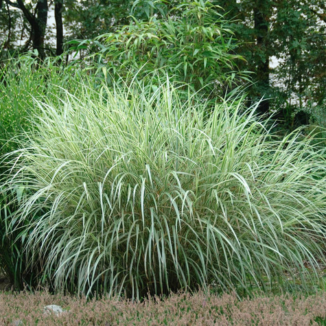 Miskant, miskanty | Sadowniczy.pl