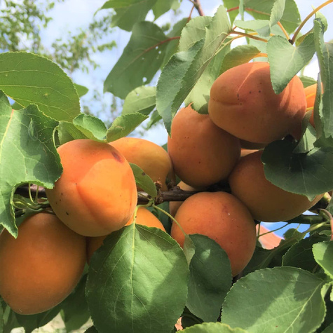 Sadzonki moreli - morele | Sadowniczy.pl