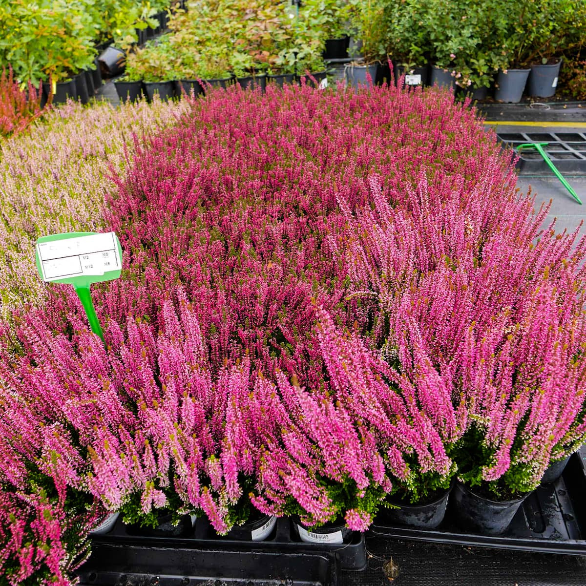 Wrzos pospolity Saskia| Sadowniczy.pl