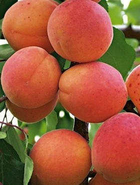 Sadzonki moreli - morele | Sadowniczy.pl