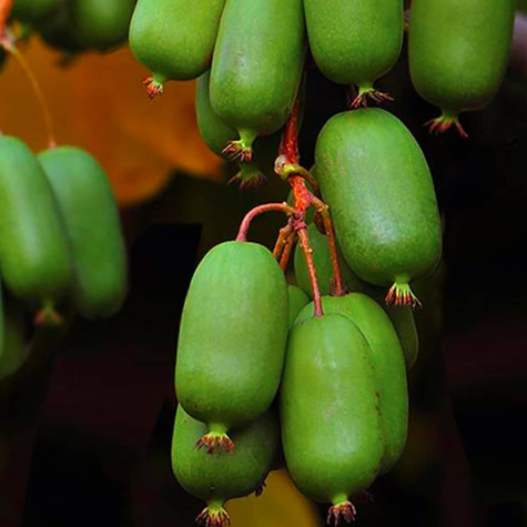 KRZEWY OWOCOWE | Sadowniczy.pl