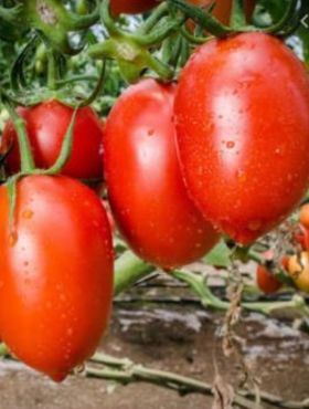 Nasiona Pomidorów karłowych | Sadowniczy.pl