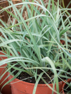 Turzyca | Sadowniczy.pl