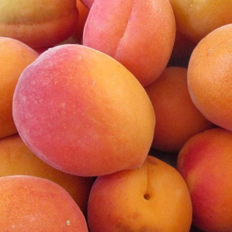 Sadzonki moreli - morele | Sadowniczy.pl