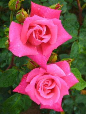 Róże, krzewy róż | Sadowniczy.pl