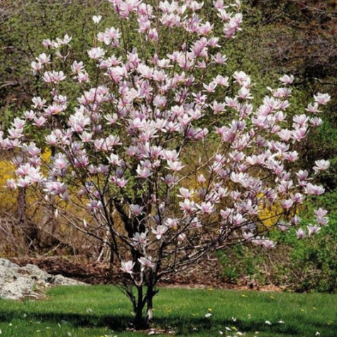 Magnolie drzewa | Sadowniczy.pl