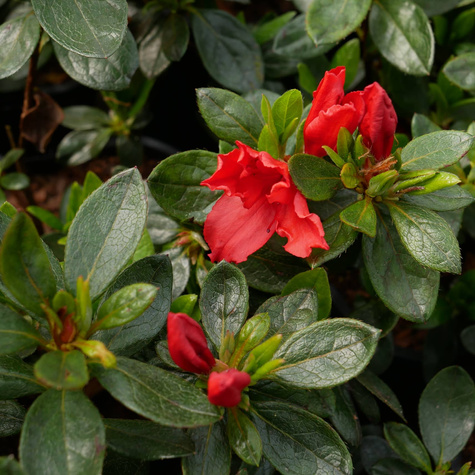 Krzewy liściaste | Sadowniczy.pl