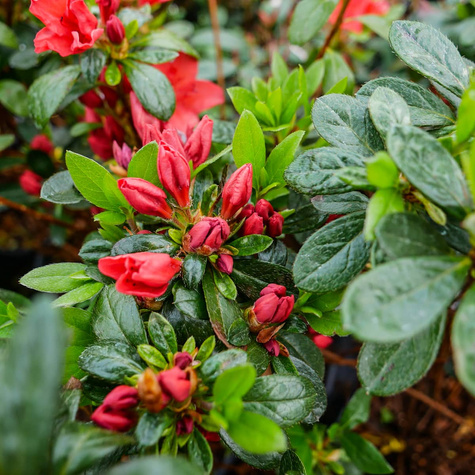 Azalie japońskie | Sadowniczy.pl