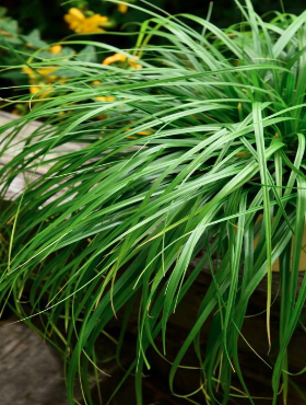 Turzyca | Sadowniczy.pl