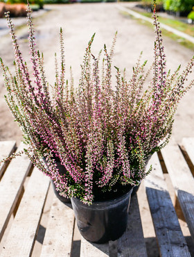 Wrzosy i Wrzośce | Sadowniczy.pl