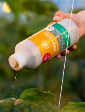 Dobroczynek gruszowy – naturalna ochrona roślin | Sadowniczy.pl