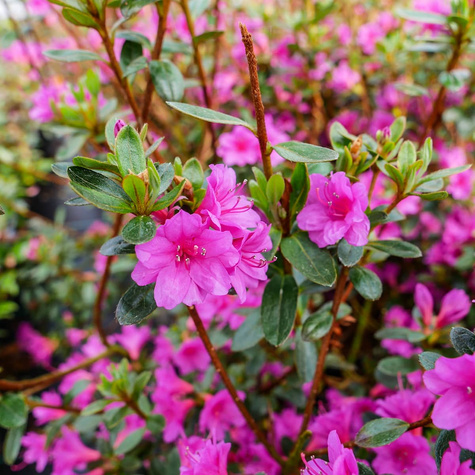 Azalie japońskie | Sadowniczy.pl