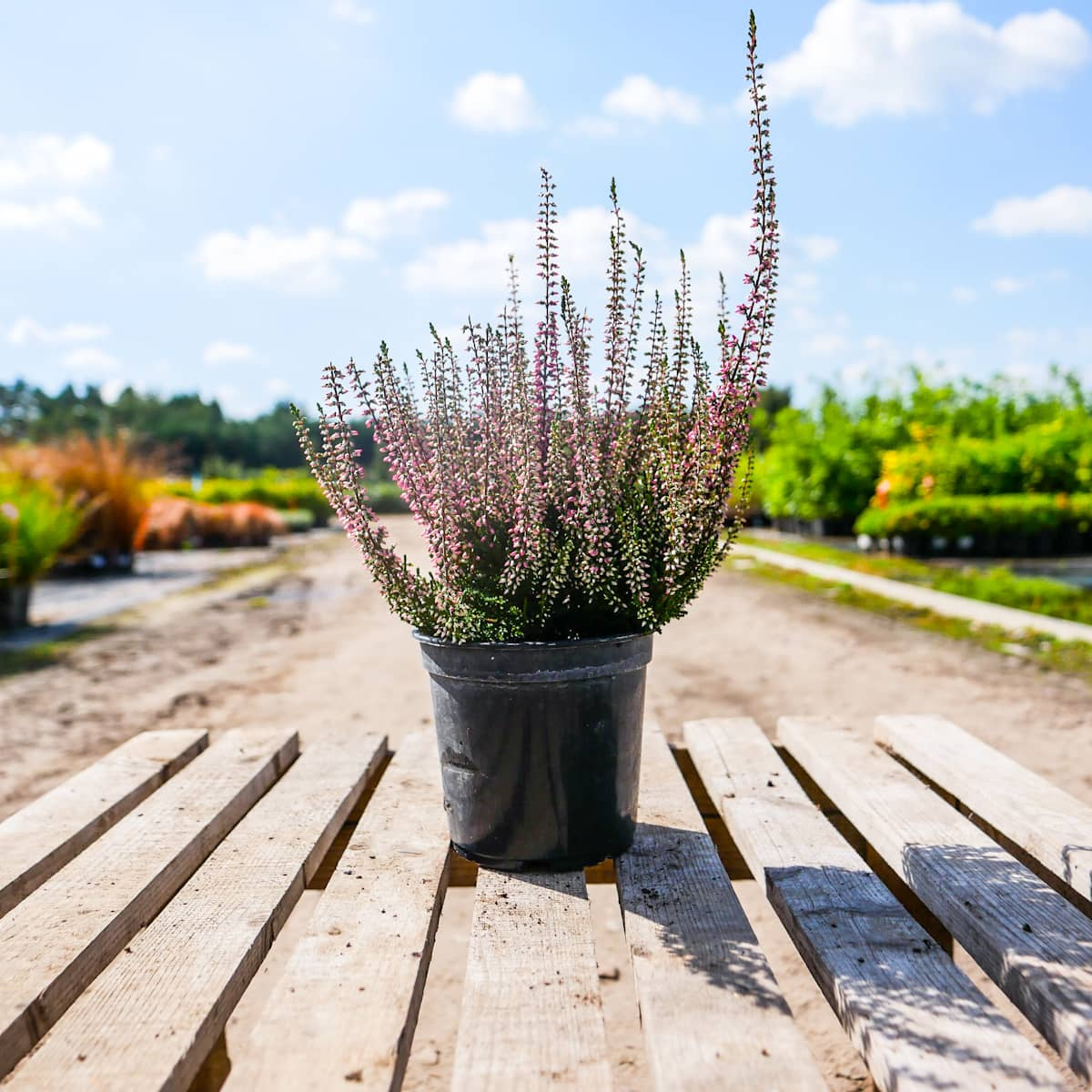 Wrzos pospolity jasny pudrowy różowy pączkowy| Sadowniczy.pl