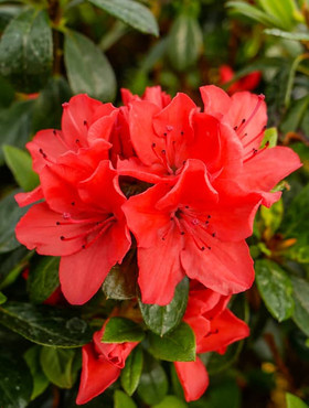 Azalie japońskie | Sadowniczy.pl