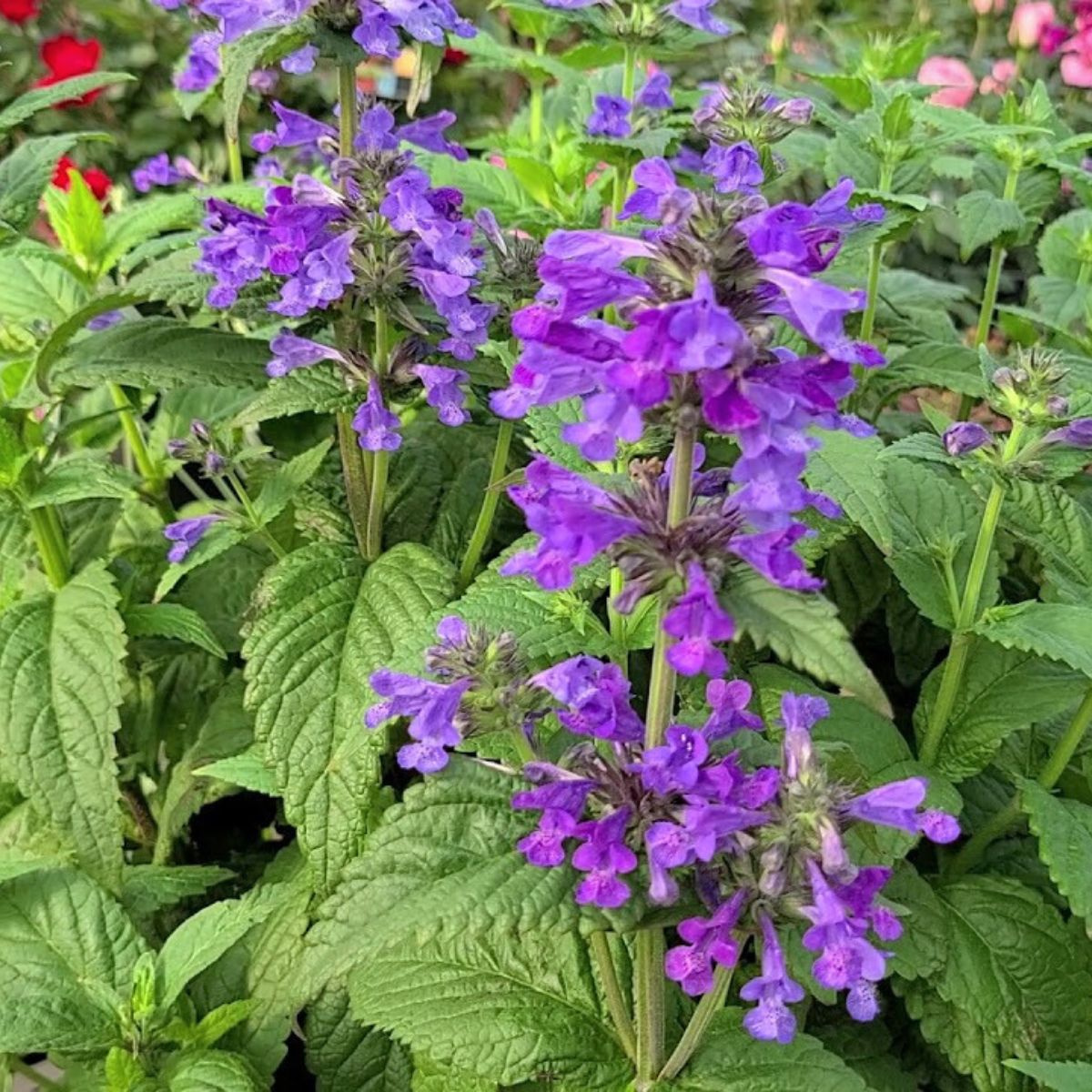 Kocimiętka Bokratune Neptune (ISU Awards 2020) (P9)| Sadowniczy.pl