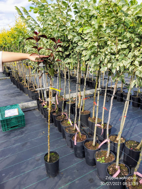 Jabłoń ozdobna rajska Royality| Sadowniczy.pl